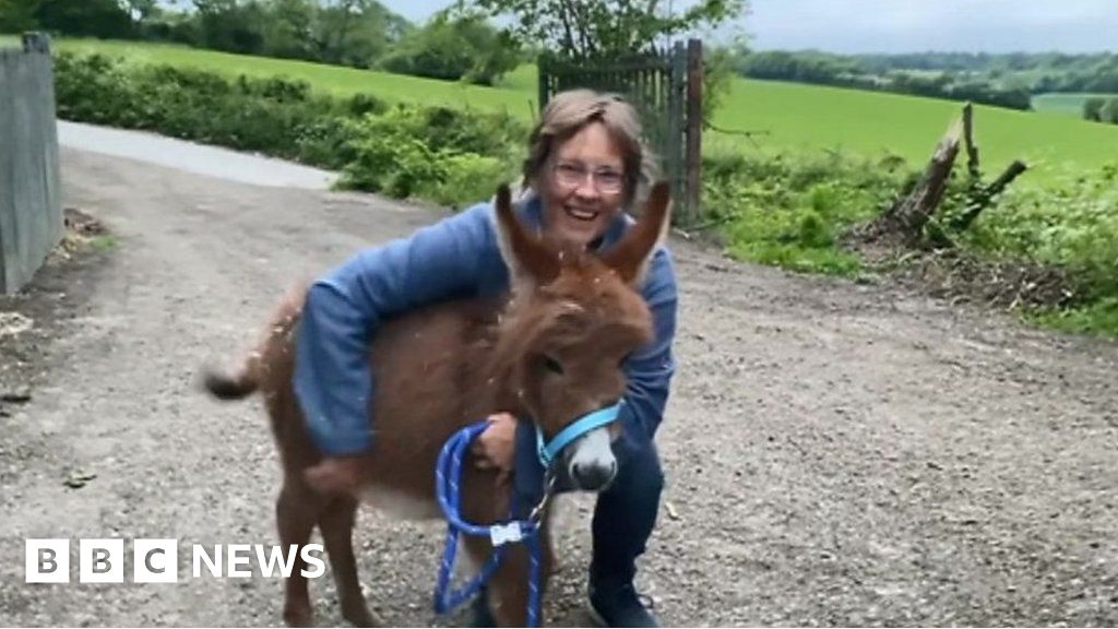Baby donkey found two weeks after being stolen from farm - BBC News