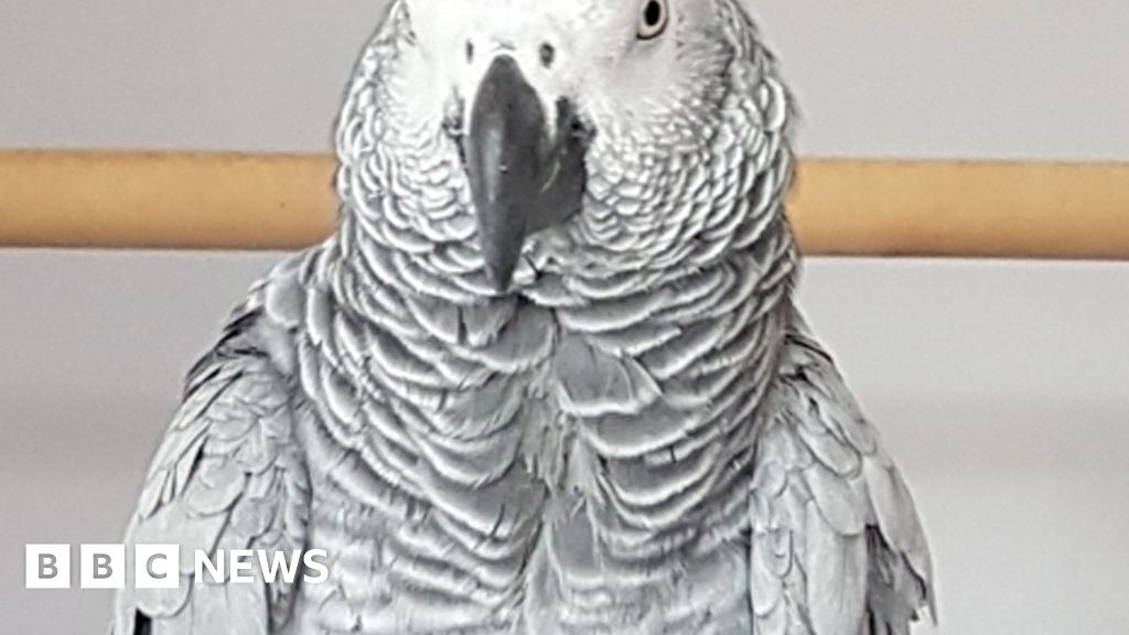 Appeal to find Lincolnshire Monty Python singing parrot - BBC News