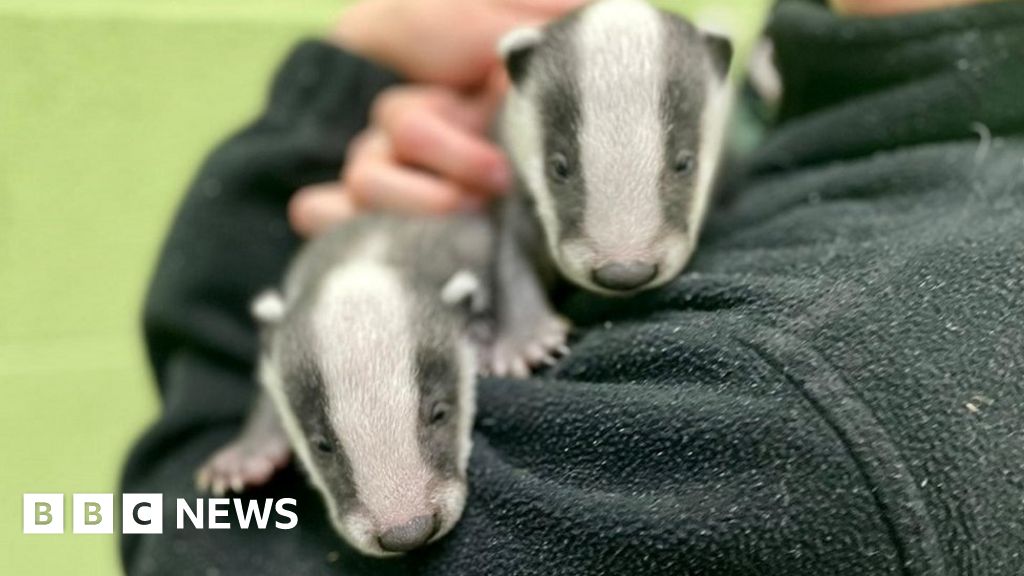 Five tiny badger cubs rescued by Scottish SPCA - BBC News