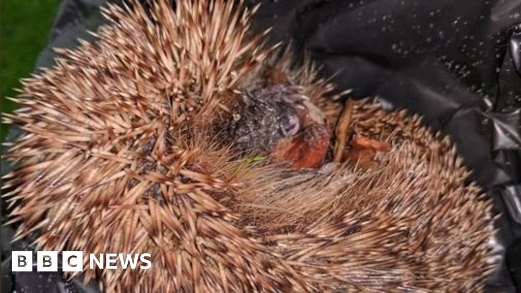 Hedgehog 'doused in lighter fuel' and left to die - BBC News