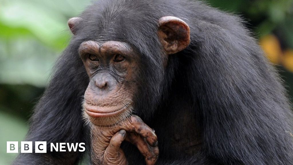 Belfast Zoo chimpanzees escape over wall - BBC News