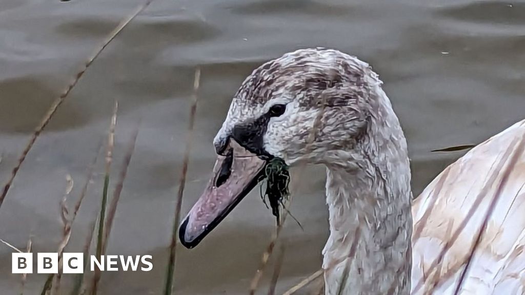 Swan with beak tangled in fishing line rescued in Corby - BBC News