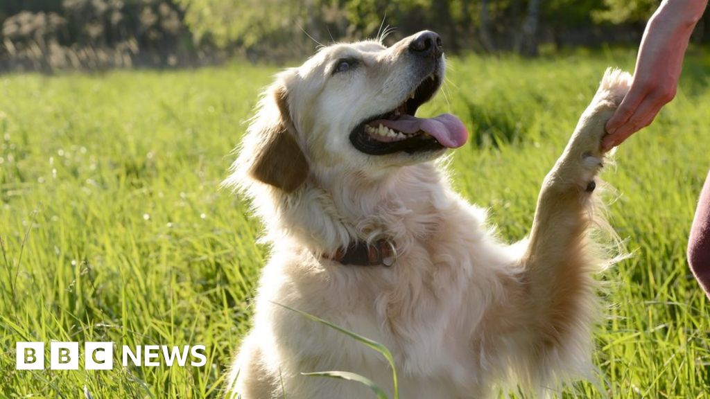 Belfast dog days return as public makes city paw-ceptions known - BBC News