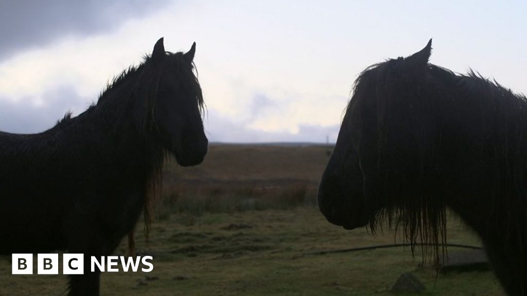 The people dedicated to saving the Cumbrian fell pony