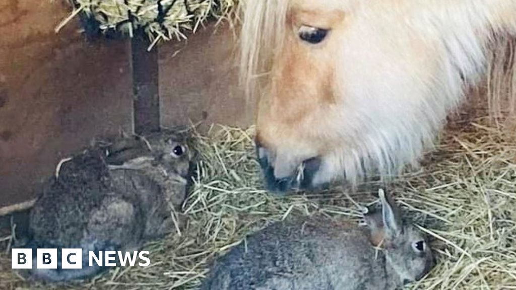 Wild rabbits in search of food befriend pet horses