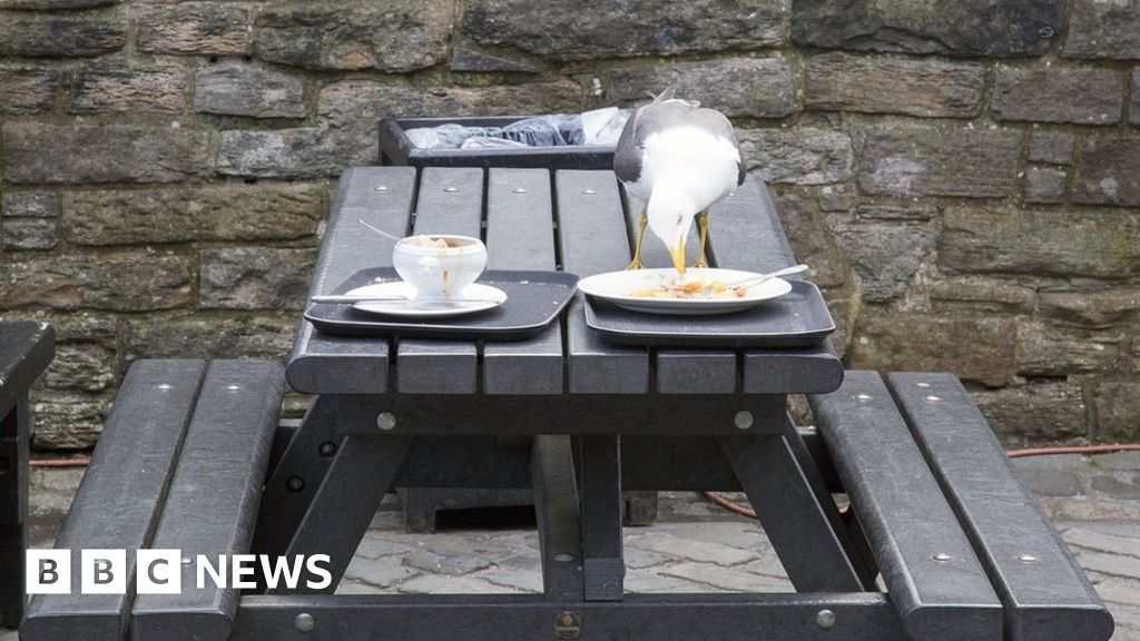 Scarborough 'gull-mugging' decrease baffles council - BBC News