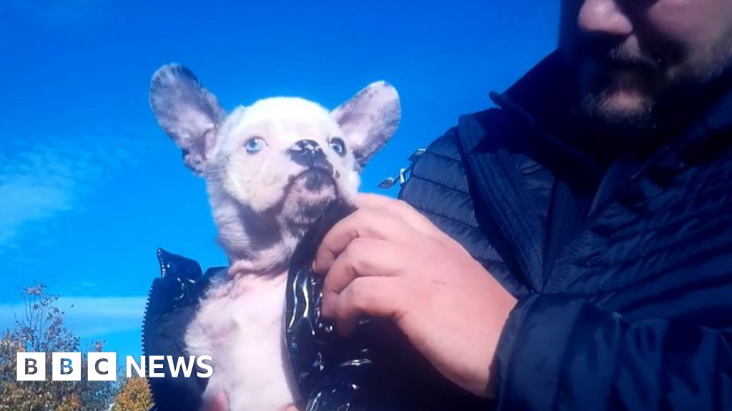 The man who breeds 'mutant' hairless bulldogs - BBC News