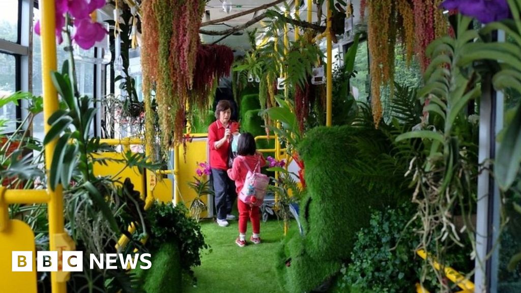 Taiwan's 'forest bus' delights riders - BBC News