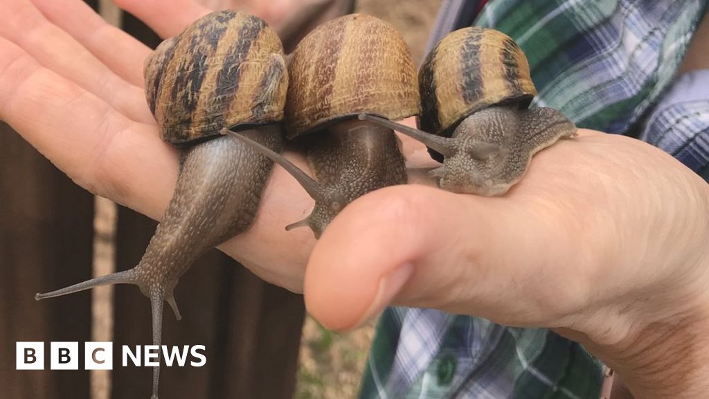 Somerset snail farmer wants to make county 'snail central'