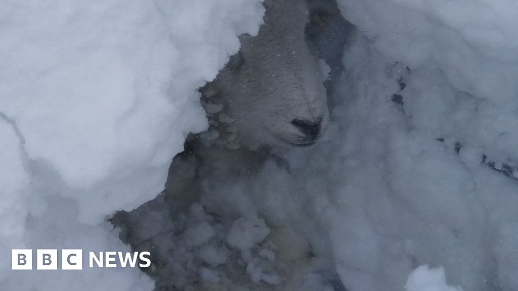 Storm Arwen: Onecote farmers dig sheep from snow - BBC News