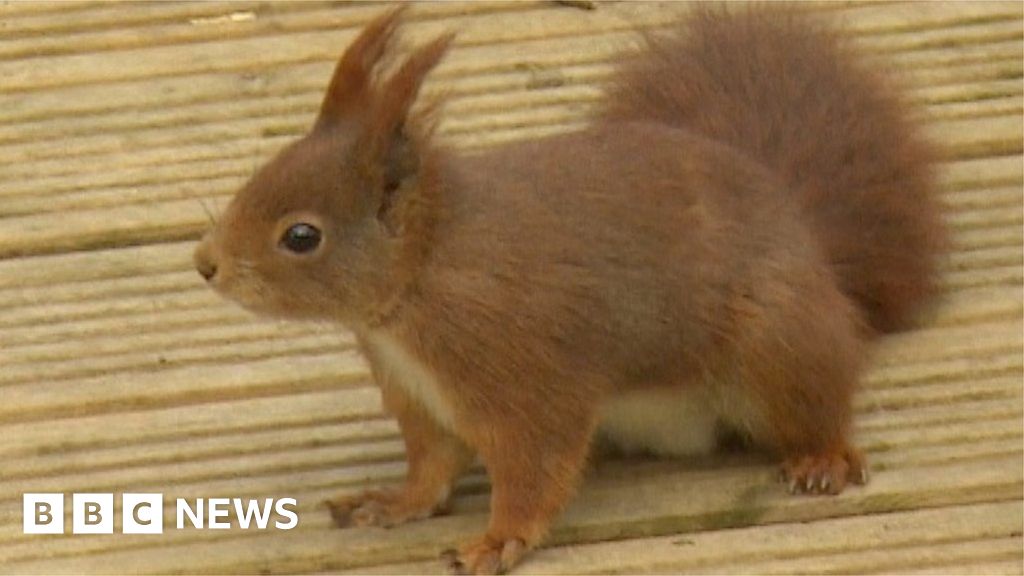 Red squirrels settle in to new Yorkshire home