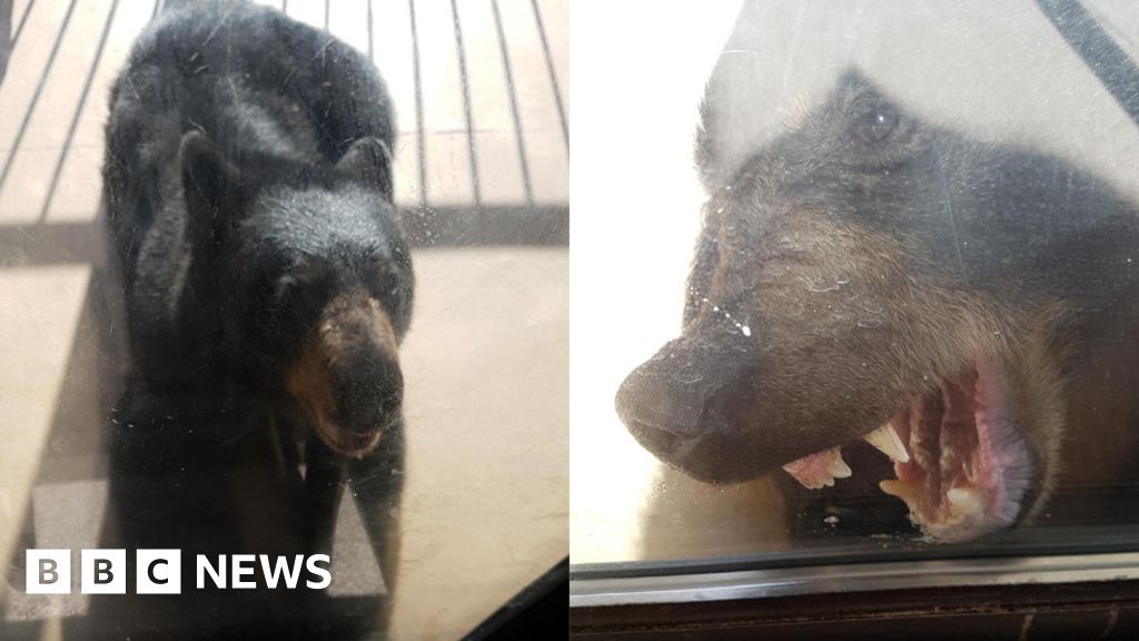 A black bear got punched after entering a Canadian home - BBC News