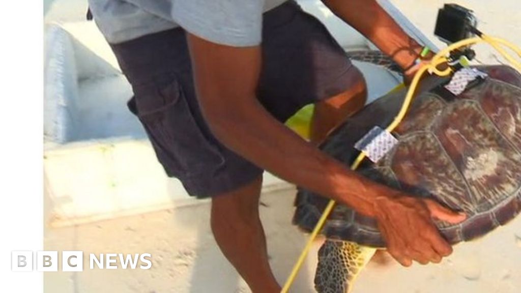 'Turtlecam' shows moment turtle released back into the sea - BBC News