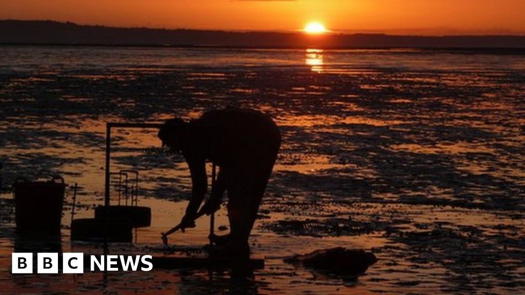 Dee estuary cockle beds 'to reopen for eight weeks' - BBC News