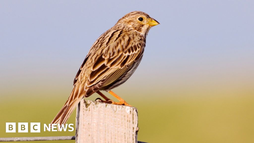 Report suggests new hope for fat bird of the barley - BBC News