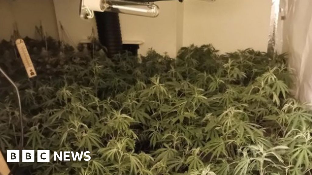 Harrogate Police Seize 300 Cannabis Plants In Town Centre Raid Bbc News