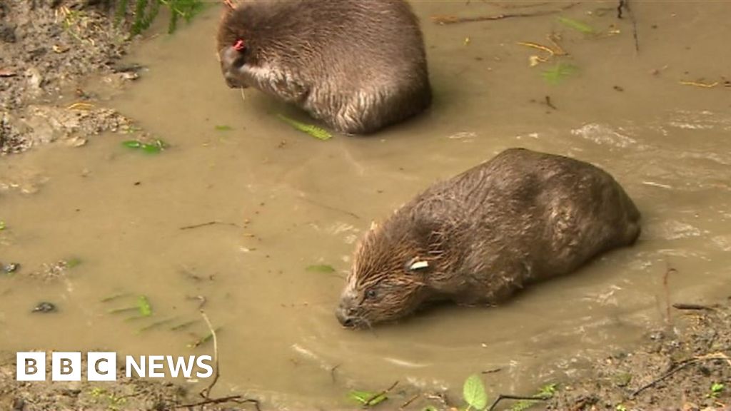 Beavers return to Forest of Dean after 400 year absence