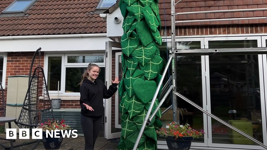 Giant beanstalk sprouts for Trowbridge pantomime - BBC News