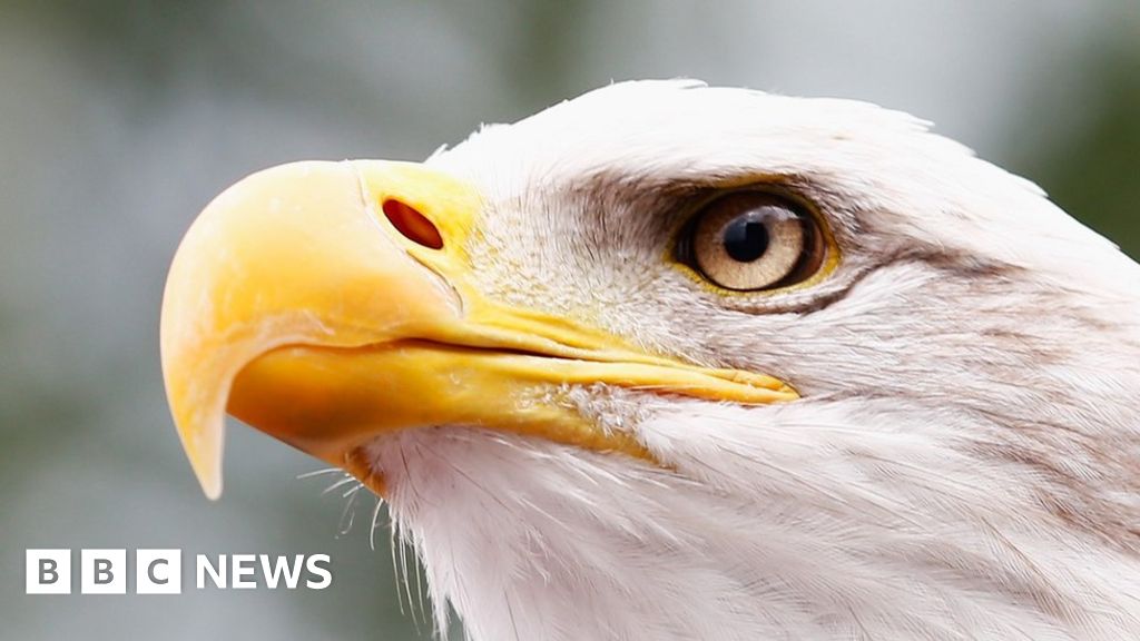 Bald eagle missing after tracker fails in Gloucestershire - BBC News
