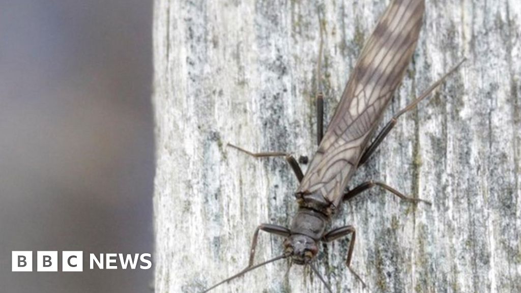 Scottish survey of winter sun-loving stonefly - BBC News