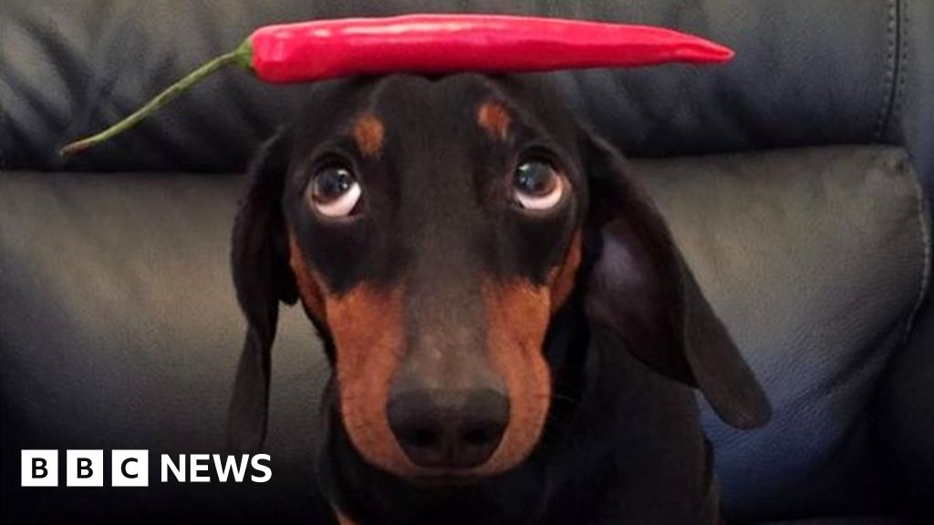 Harlso the Hound: Belfast poised pooch finds internet fame - BBC News