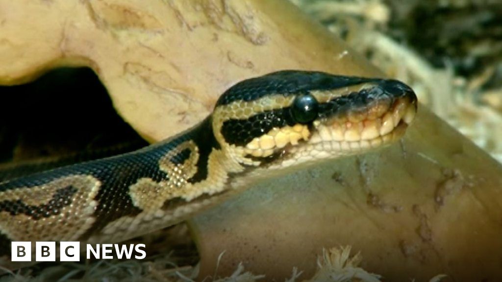 RSPCA sees rise in snakes and reptiles being abandoned - BBC News
