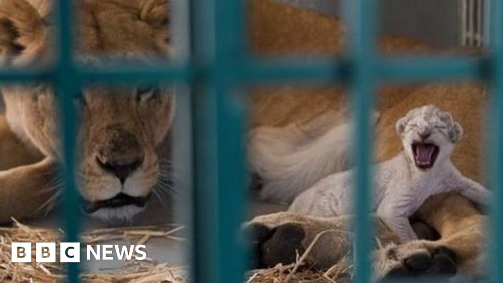 Syria war: Lion rescued from Aleppo zoo gives birth in Jordan - BBC News