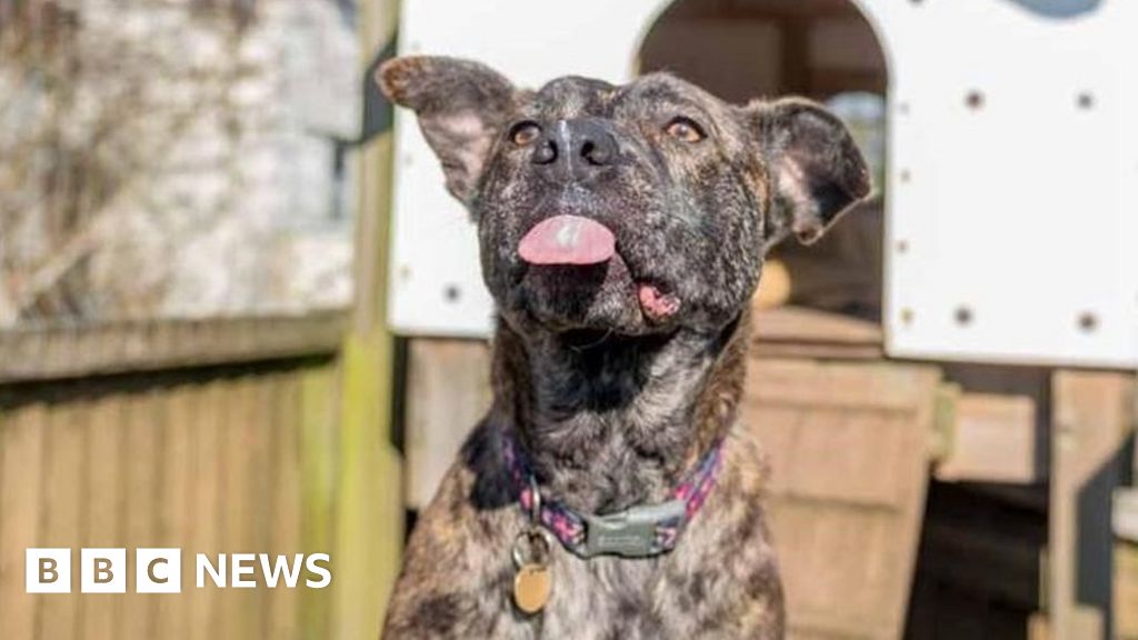 New home plea for 'overlooked' RSPCA rescue dog - BBC News