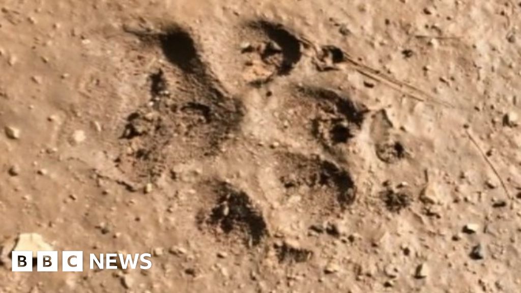 Tracking wolves in the French Alps - BBC News