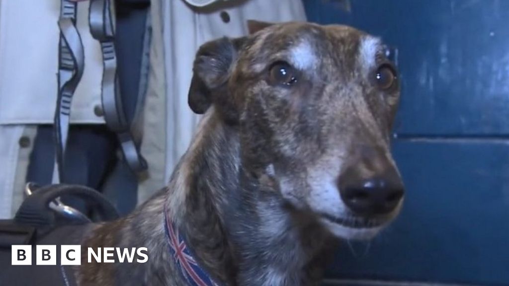 Meet the Manchester ghost-hunting dog solving mysteries - BBC News