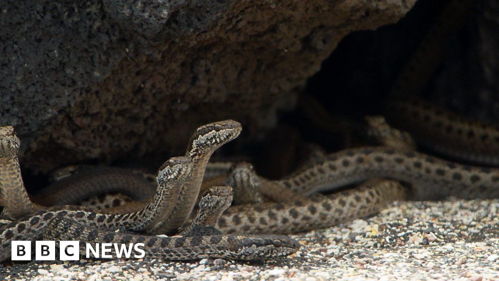 Hatchling marine iguana chased by snakes - BBC News
