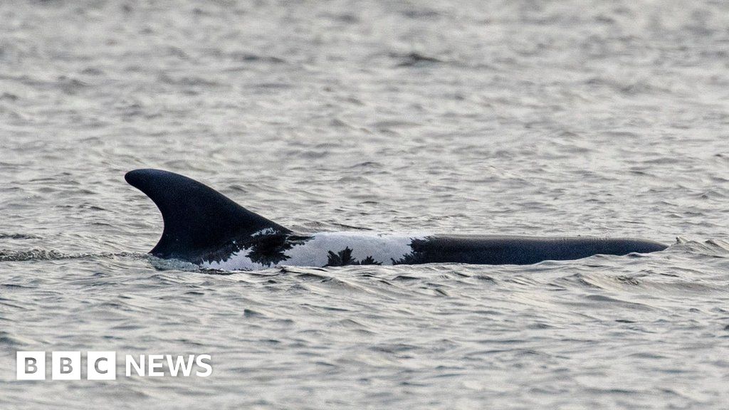 Moray Firth's sunburned dolphin returns from Ireland - BBC News