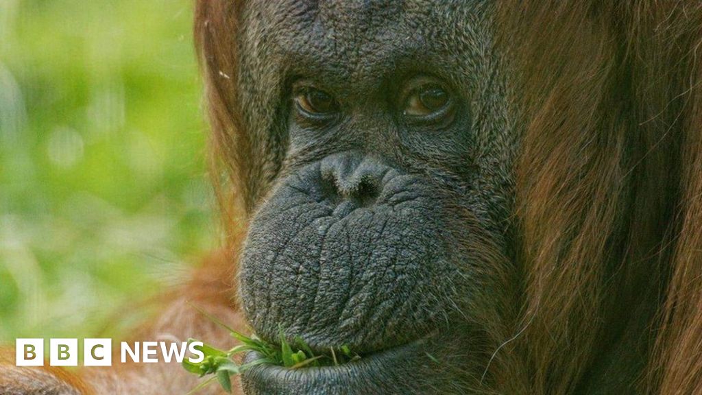 How do zoos get over star animal deaths?