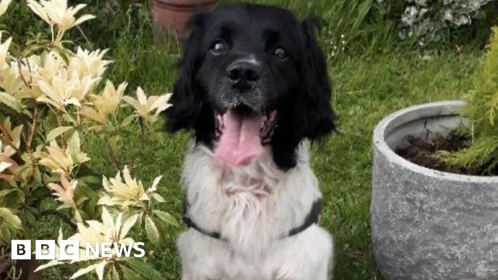 West Belfast: Police dog helps find £50,000 of Class A drugs
