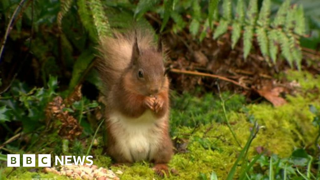 Squirrel pox: Environmentalists hope Tollymore outbreak will not have ...