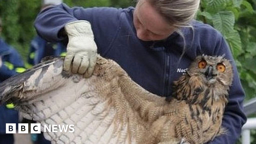 Rescuer abseils down well to save trapped owl - BBC News