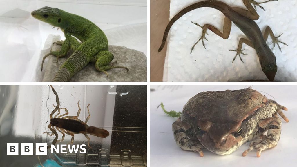 Lizard and scorpion hitch ride in holiday baggage, RSPCA list reveals ...
