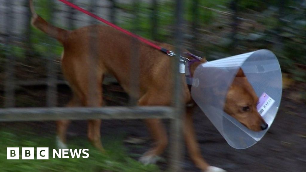 The dog that survived being hit by a train in Swanley - BBC News