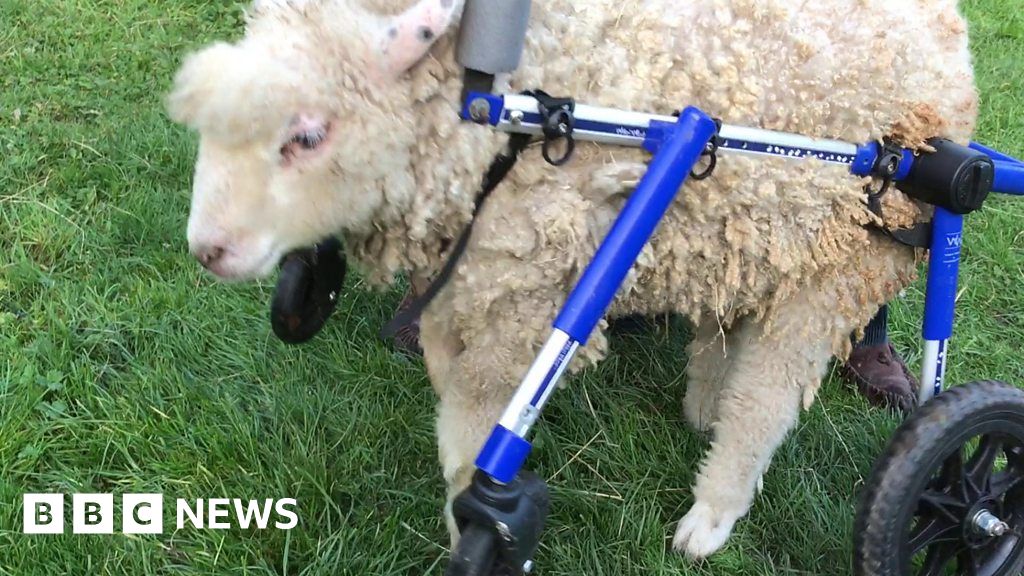 Walking frame helps injured lamb get around - BBC News