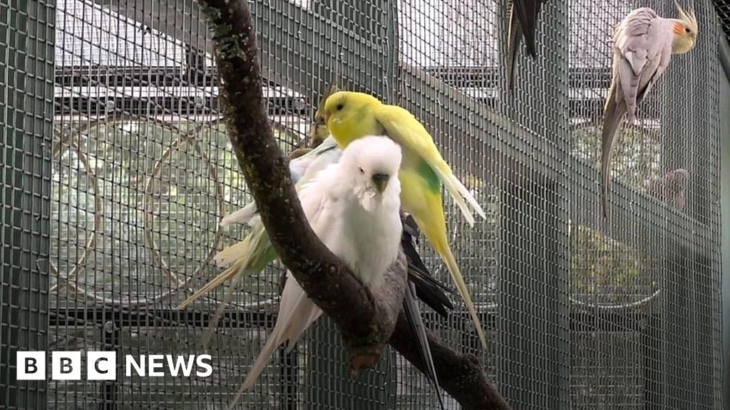 Swindon's Town Gardens aviary reopens after major refurbishment