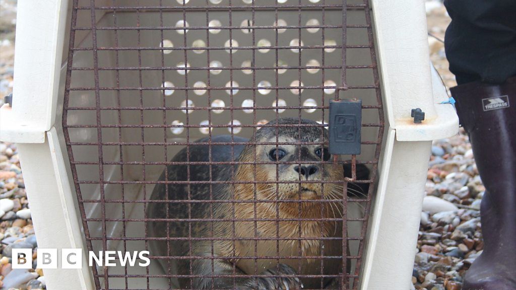 Abandoned seals released back into the wild in Hunstanton - BBC News