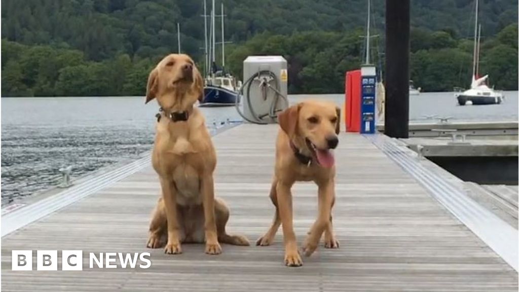 Dogs train as canine crime scene investigators - BBC News