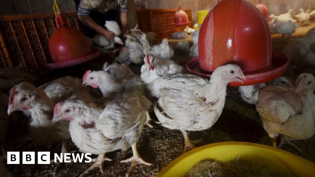 Barack Obama threatens South Africa over chicken row - BBC News