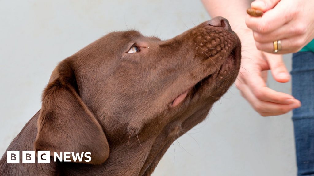 Fat Labradors give clues to obesity epidemic - BBC News