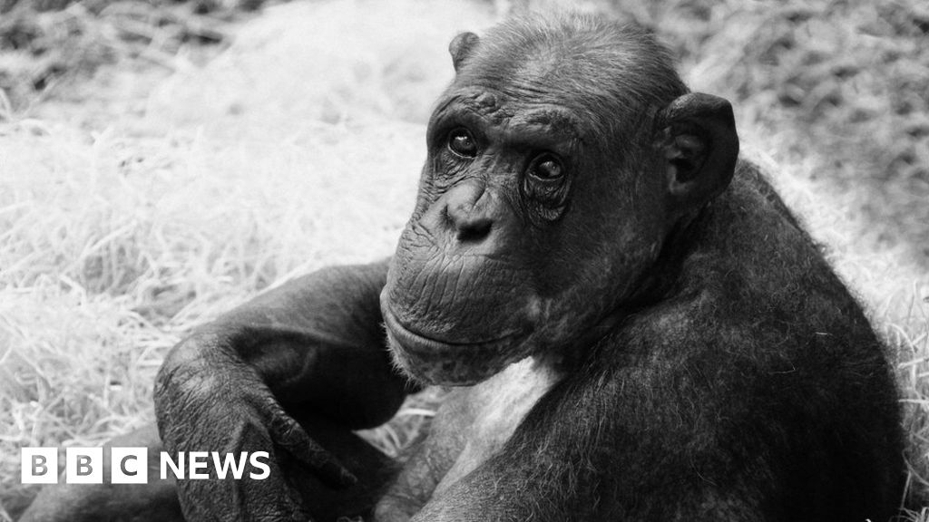 'Much-loved' chimpanzee found dead at Twycross Zoo - BBC News