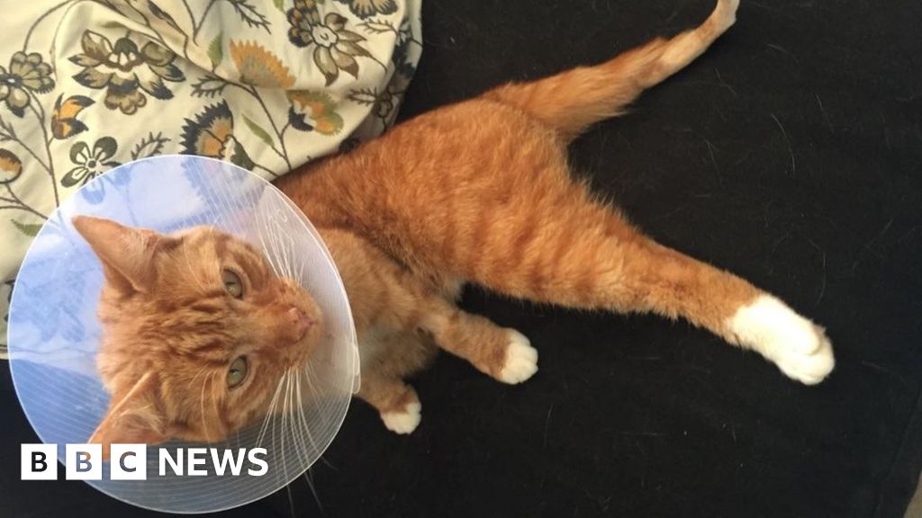 PDSA animal survival awards includes cat who lost leg in illegal trap ...