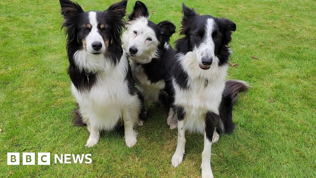 Northumberland cafe's charity 'bank collie-day' - BBC News