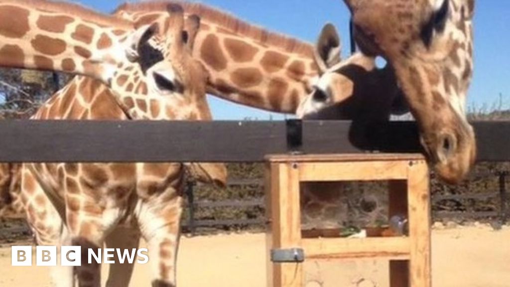 Giraffes explore new puzzle feeder at Taronga Zoo - BBC News