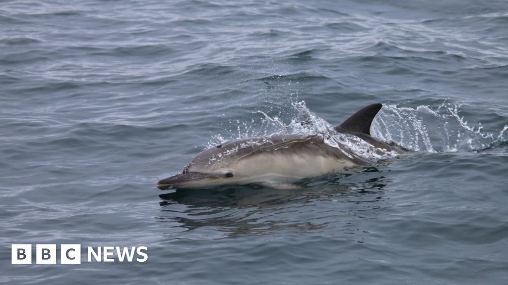 'Record numbers' of dolphins detected off west Scotland - BBC News
