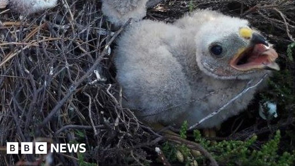 Peak District hen harriers breed for the first time in four years